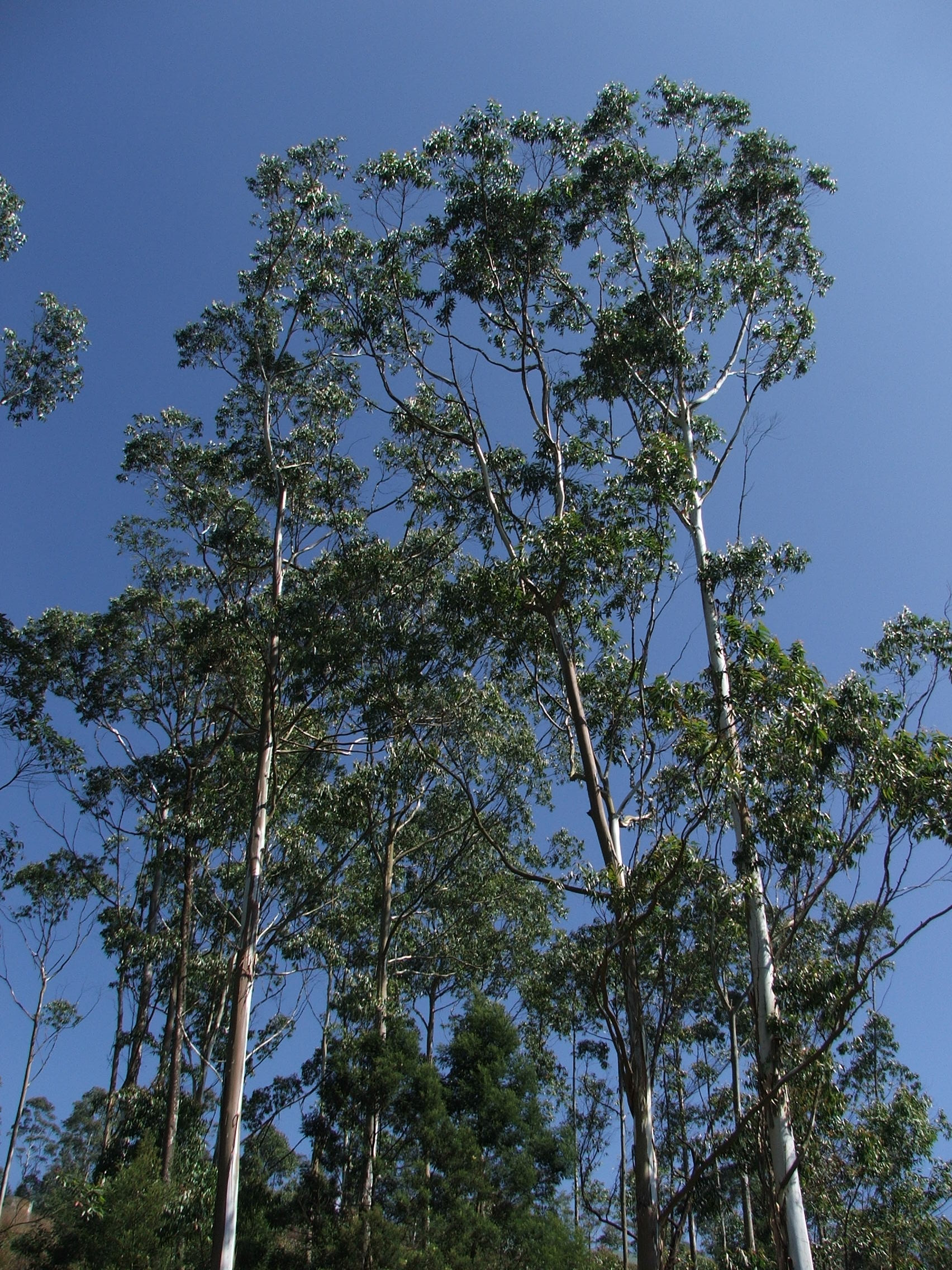 Pollution-Fighting Trees in Pakistan | Top 10